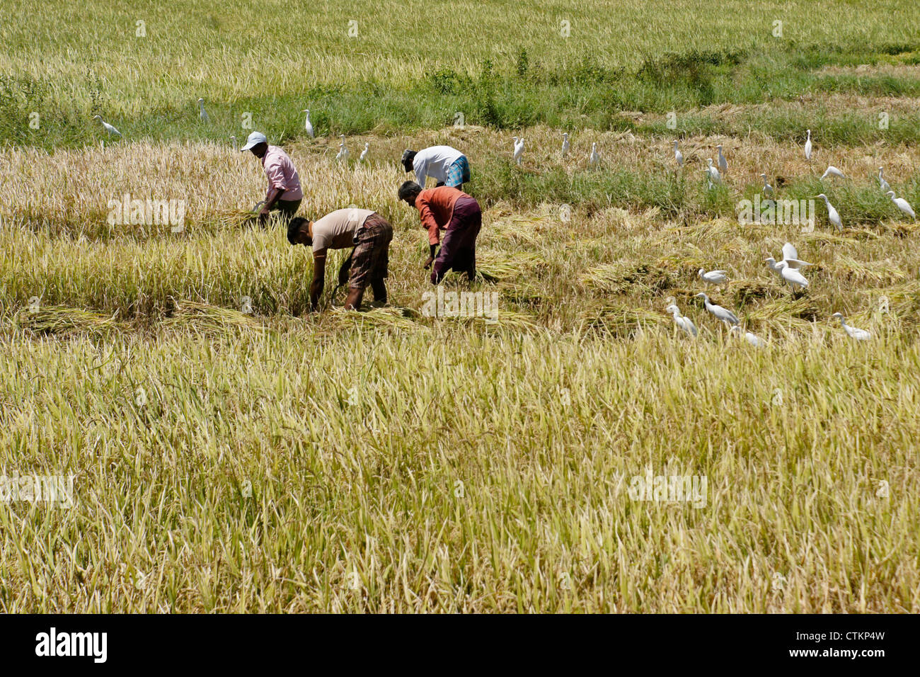 Harvesting rice hi-res stock photography and images - Alamy
