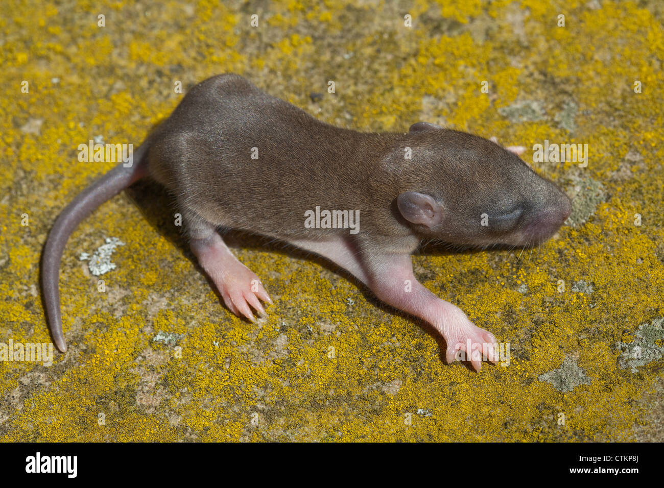 Norway rat rattus norvegicus hi-res stock photography and images - Alamy