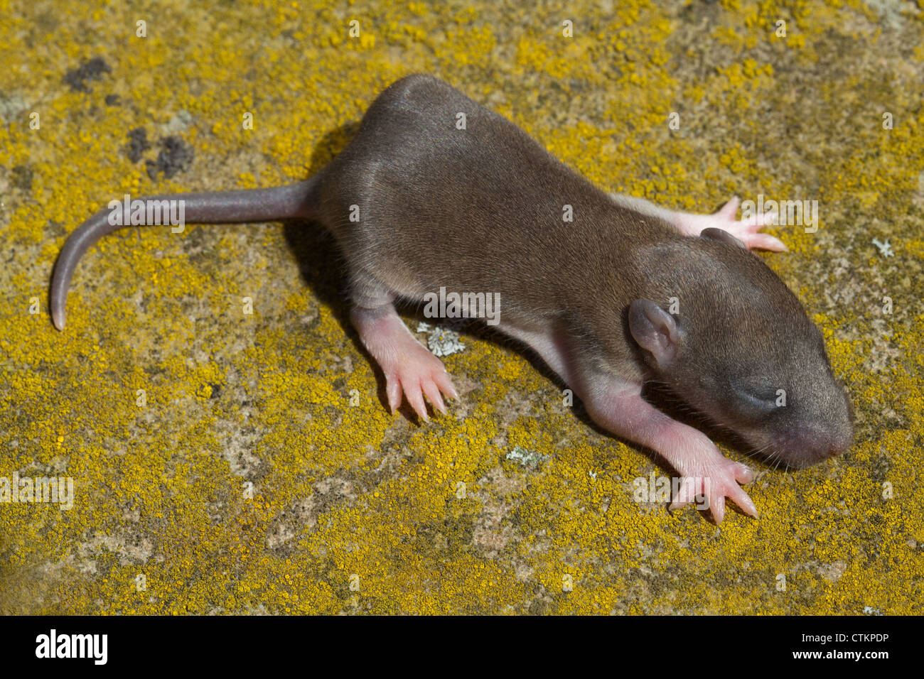 Brown or Norway Rat (Rattus norvegicus). Estimated 8 days old. Still ...