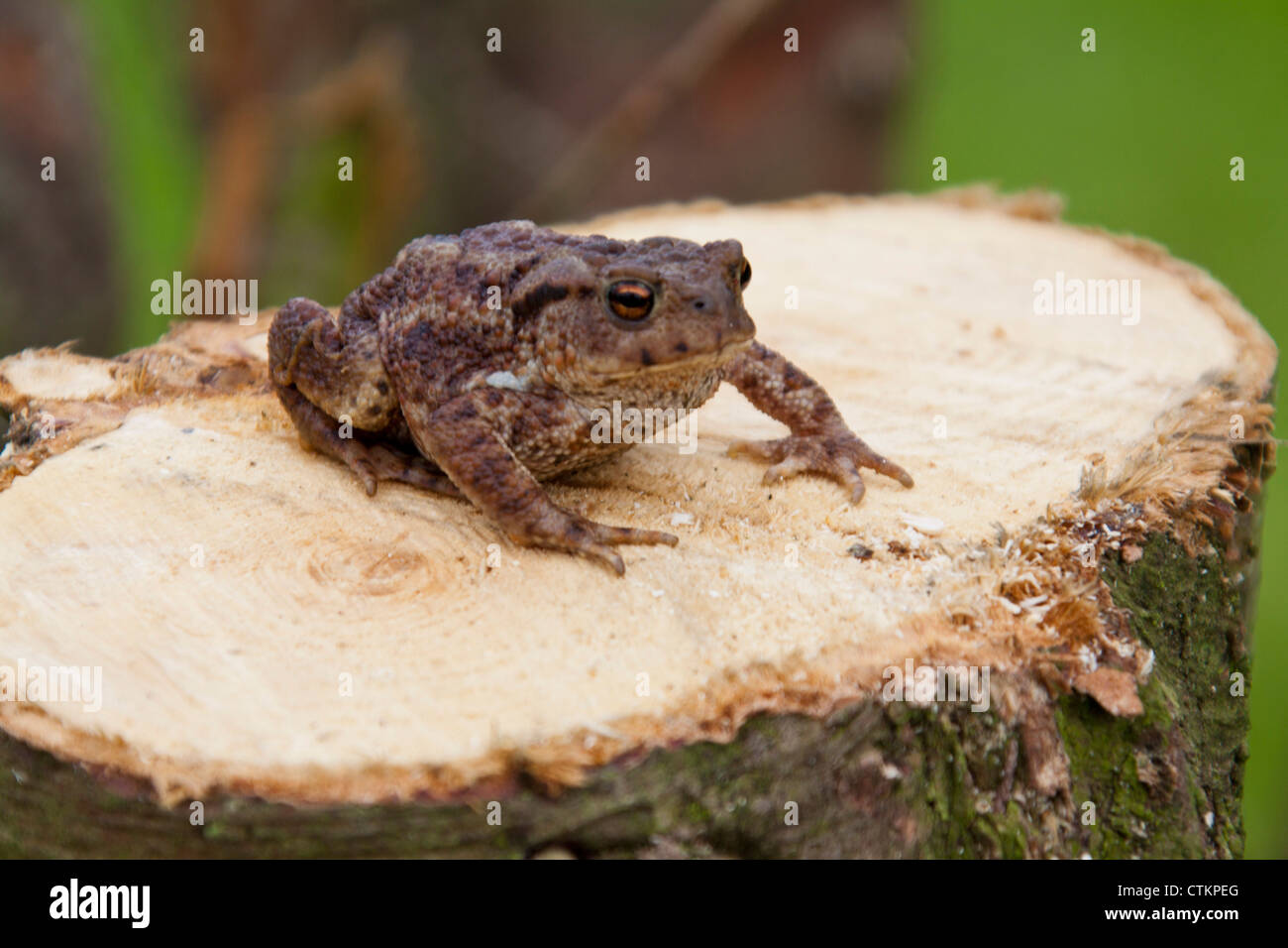 Common toad (Bufo bufo) frog resting on tree stump in garden. 127633 ...