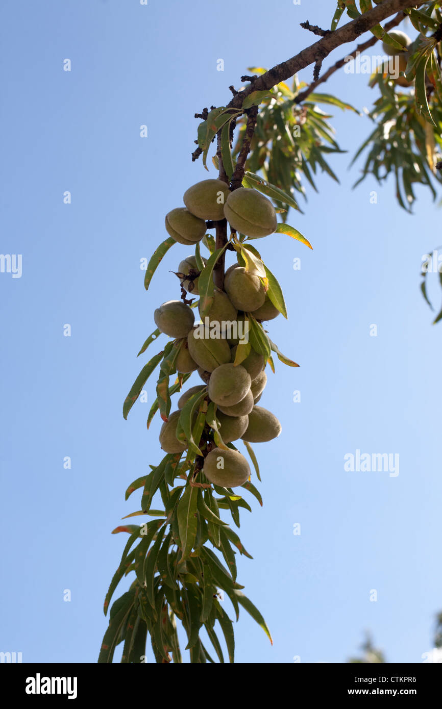 Almonds growing on a Almond Tree Stock Photo - Alamy