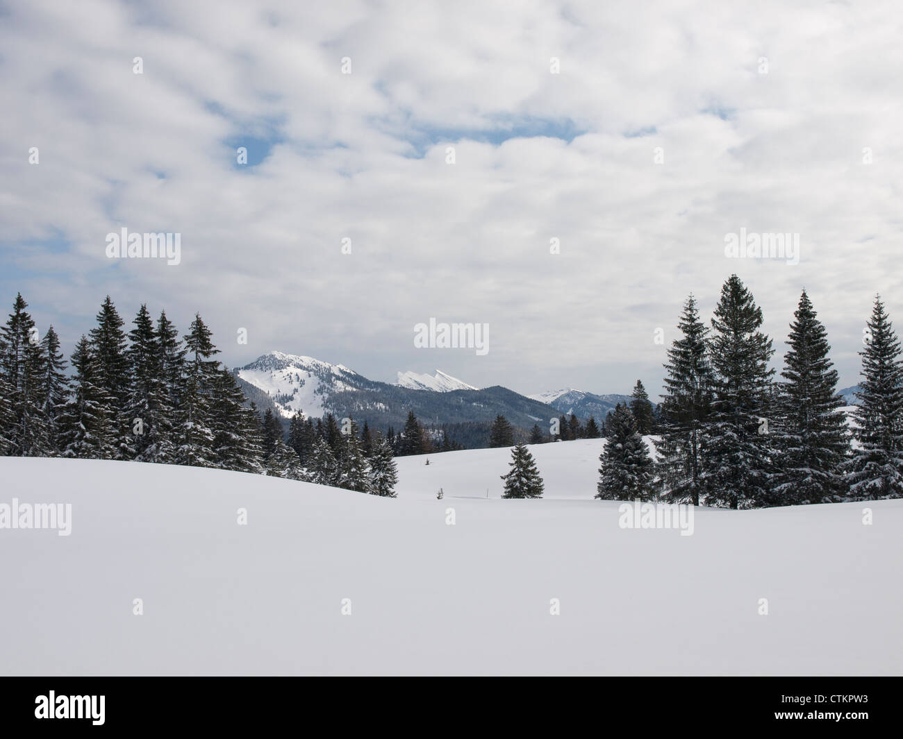 Mountain Snow Forest Border