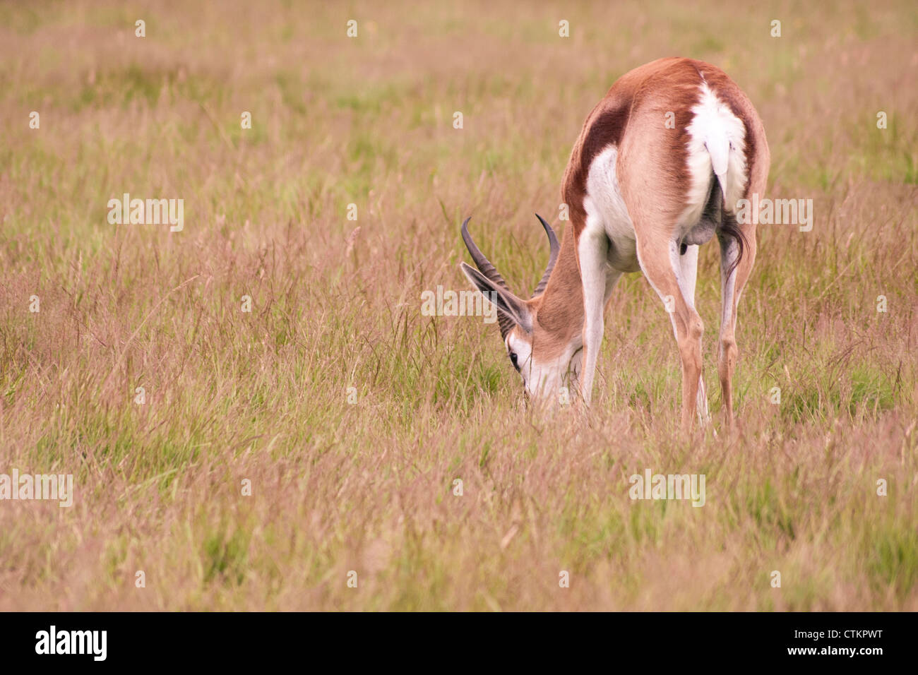 Springbok eating hi-res stock photography and images - Alamy