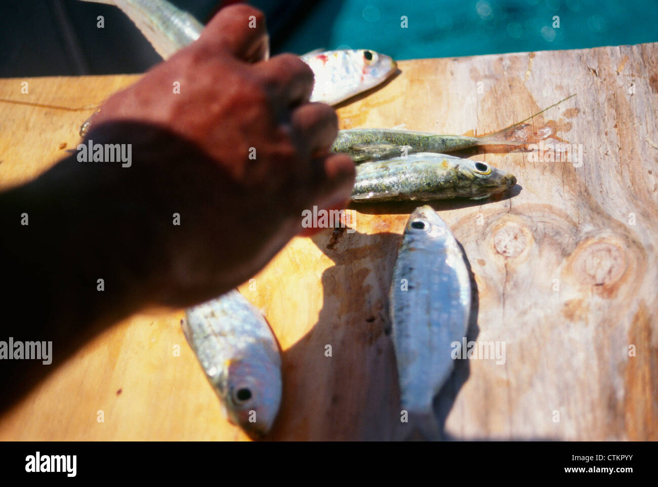 A man chopping up bait fish for fishing Stock Photo - Alamy