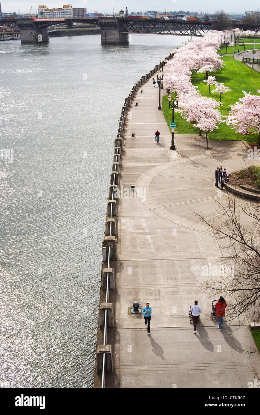 The waterfront park along the WIllamette river in Spring in Portland ...
