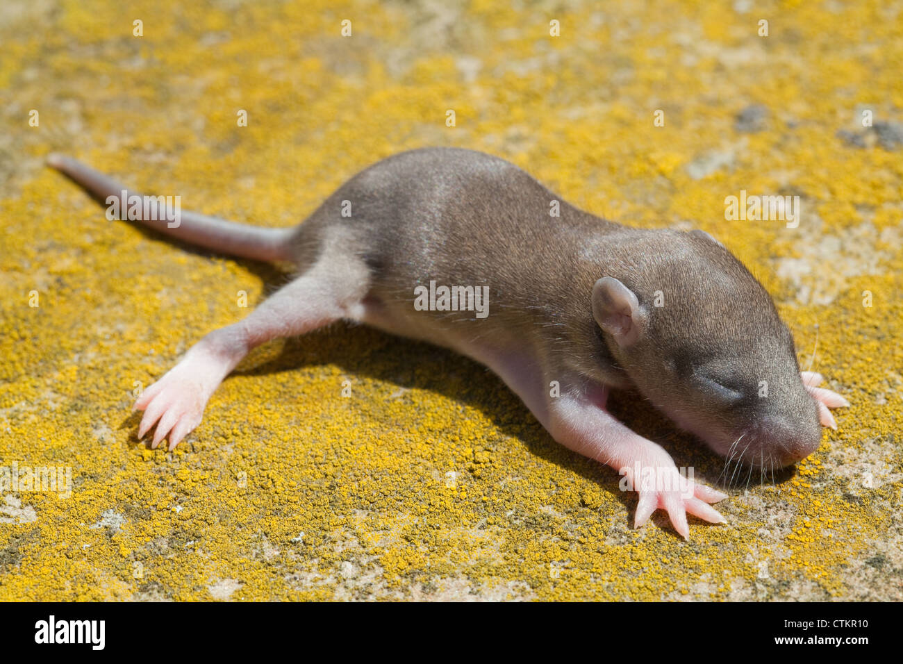 Baby norway rats hi-res stock photography and images - Alamy