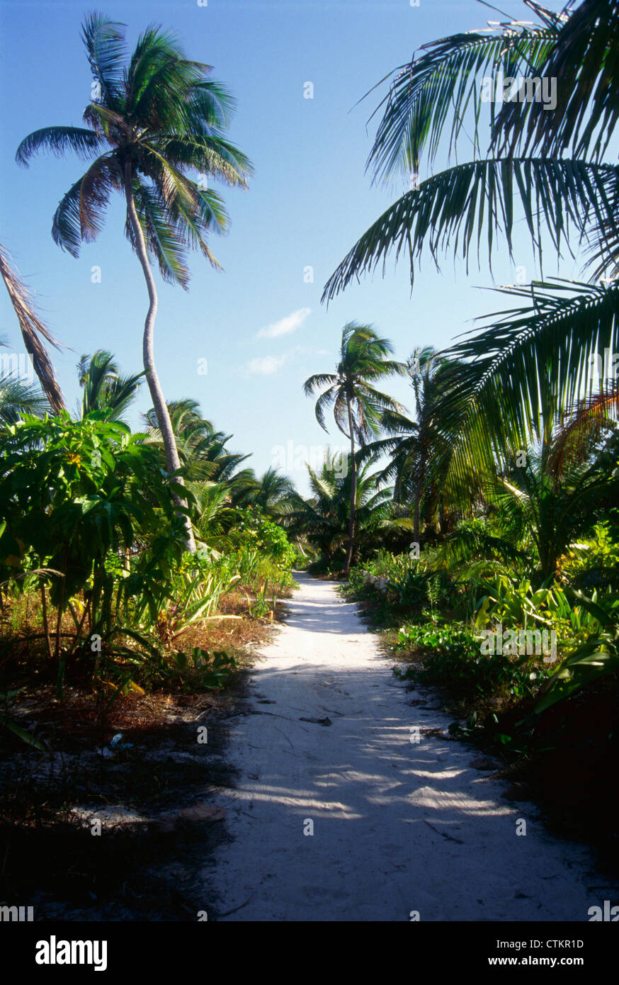 Sandy path beach through trees hi-res stock photography and images - Alamy