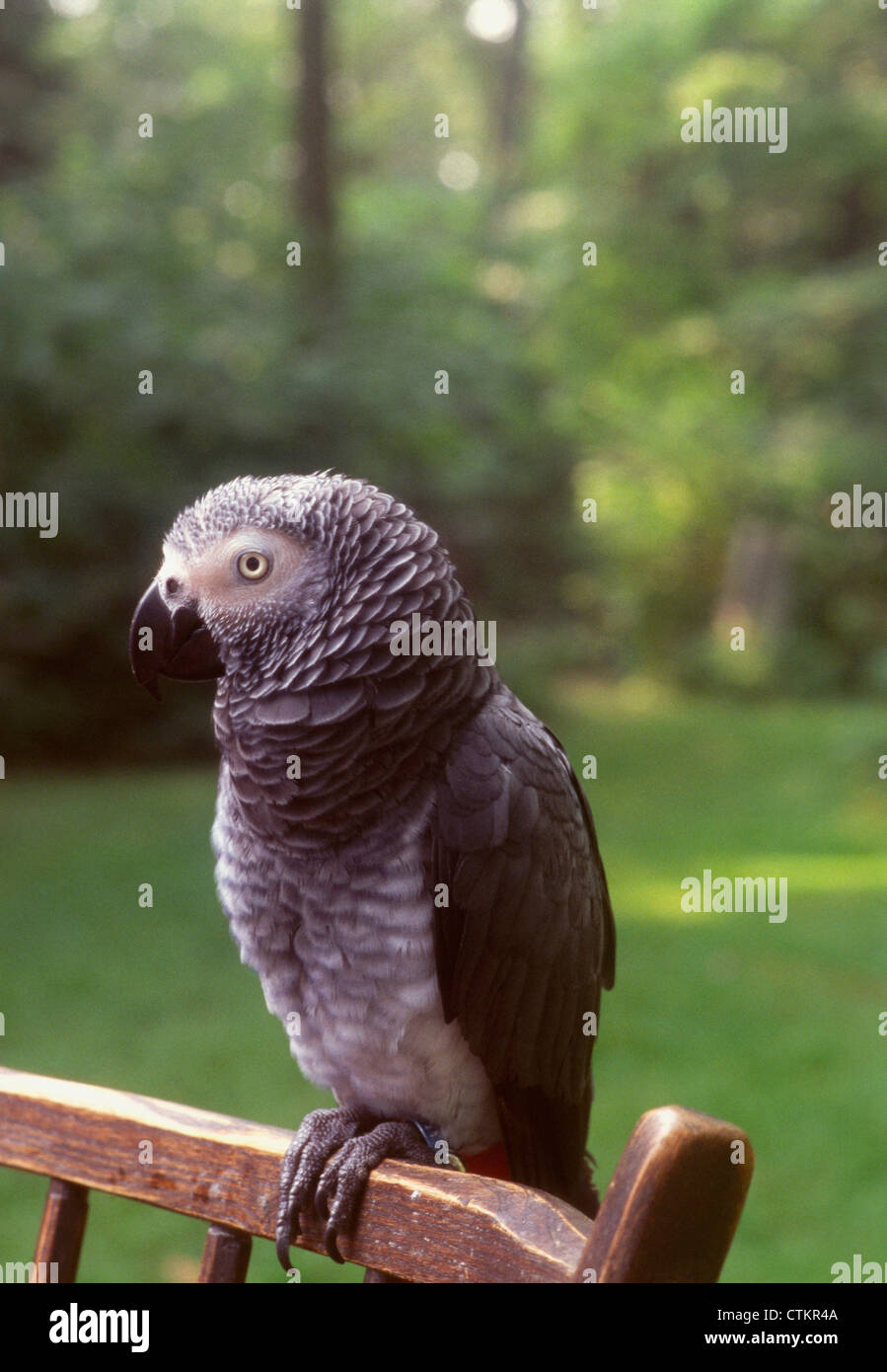 An african grey parrot sitting on a chair outside Stock Photo - Alamy
