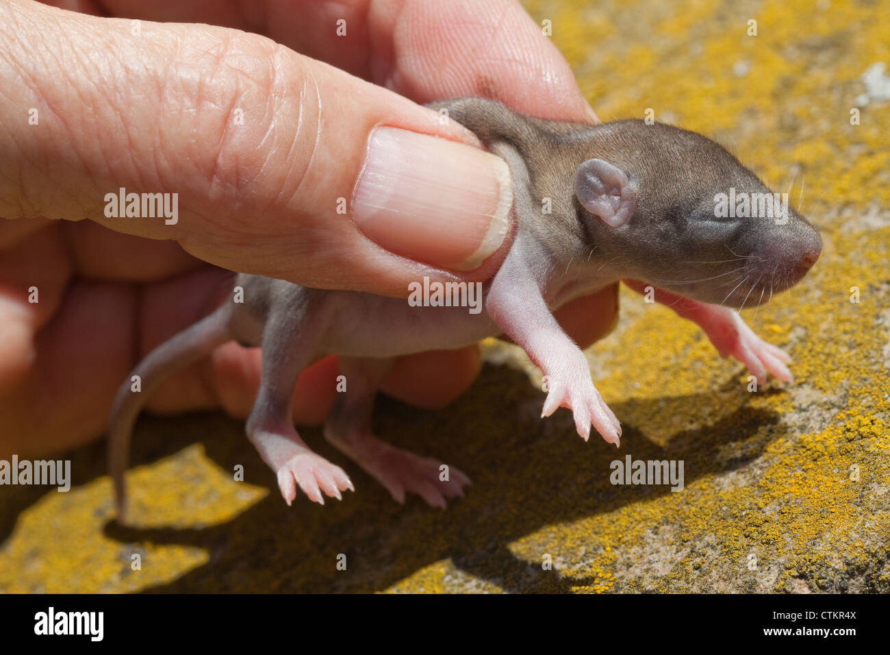Brown rats rattus norvegicus baby hi-res stock photography and images ...