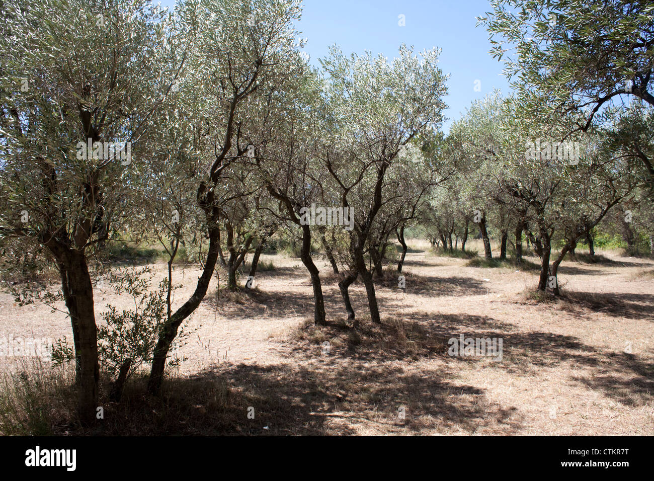 An grove of Olive Trees Stock Photo - Alamy