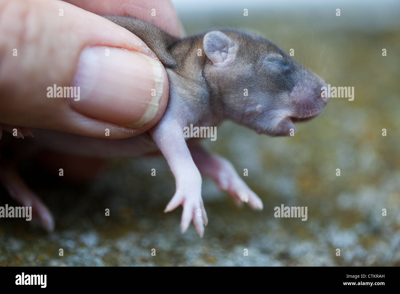 Brown or Norway Rat (Rattus norvegicus). Estimated 8 days old. Still ...