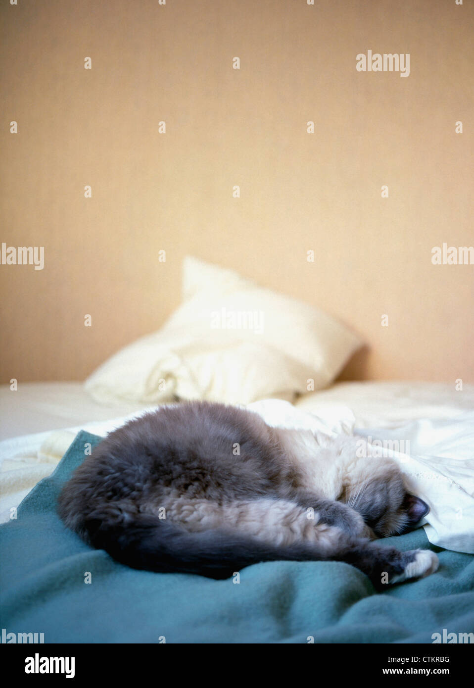 A birman cat sleeping on a bed Stock Photo - Alamy