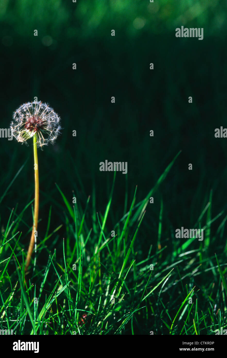 A dandelion seed pod Stock Photo - Alamy