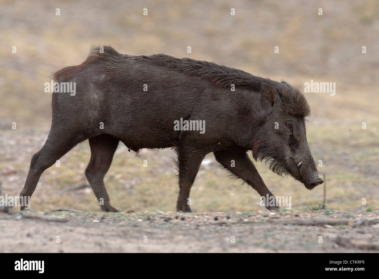 Fully grown wild boar at the backwaters of Pench Tiger Reserve ...