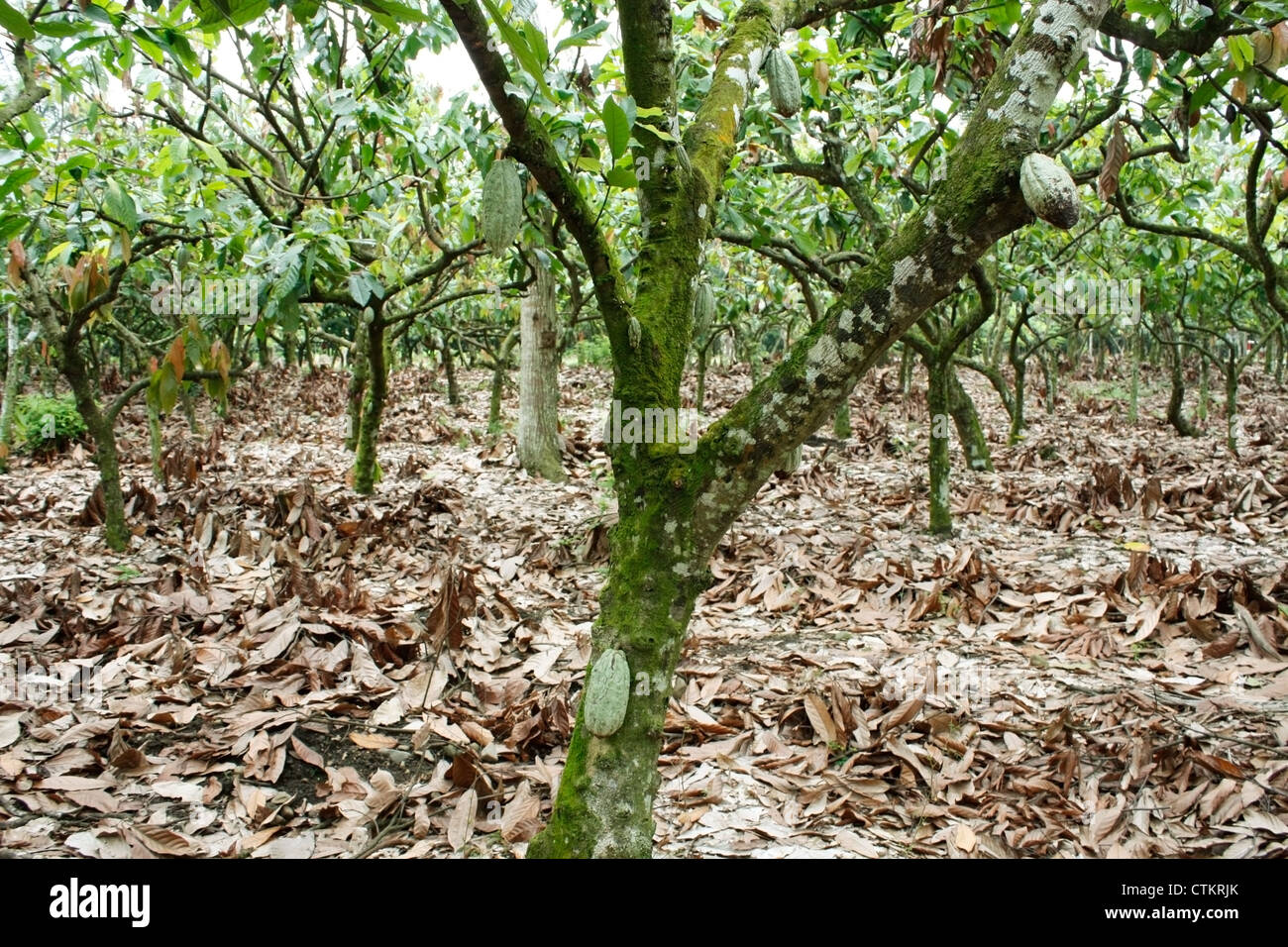 Cocoa plantation south america hi-res stock photography and images - Alamy