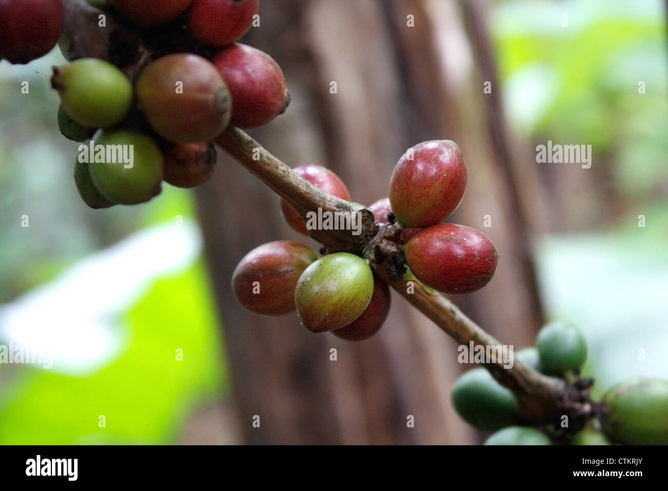Coffee tree hi-res stock photography and images - Alamy