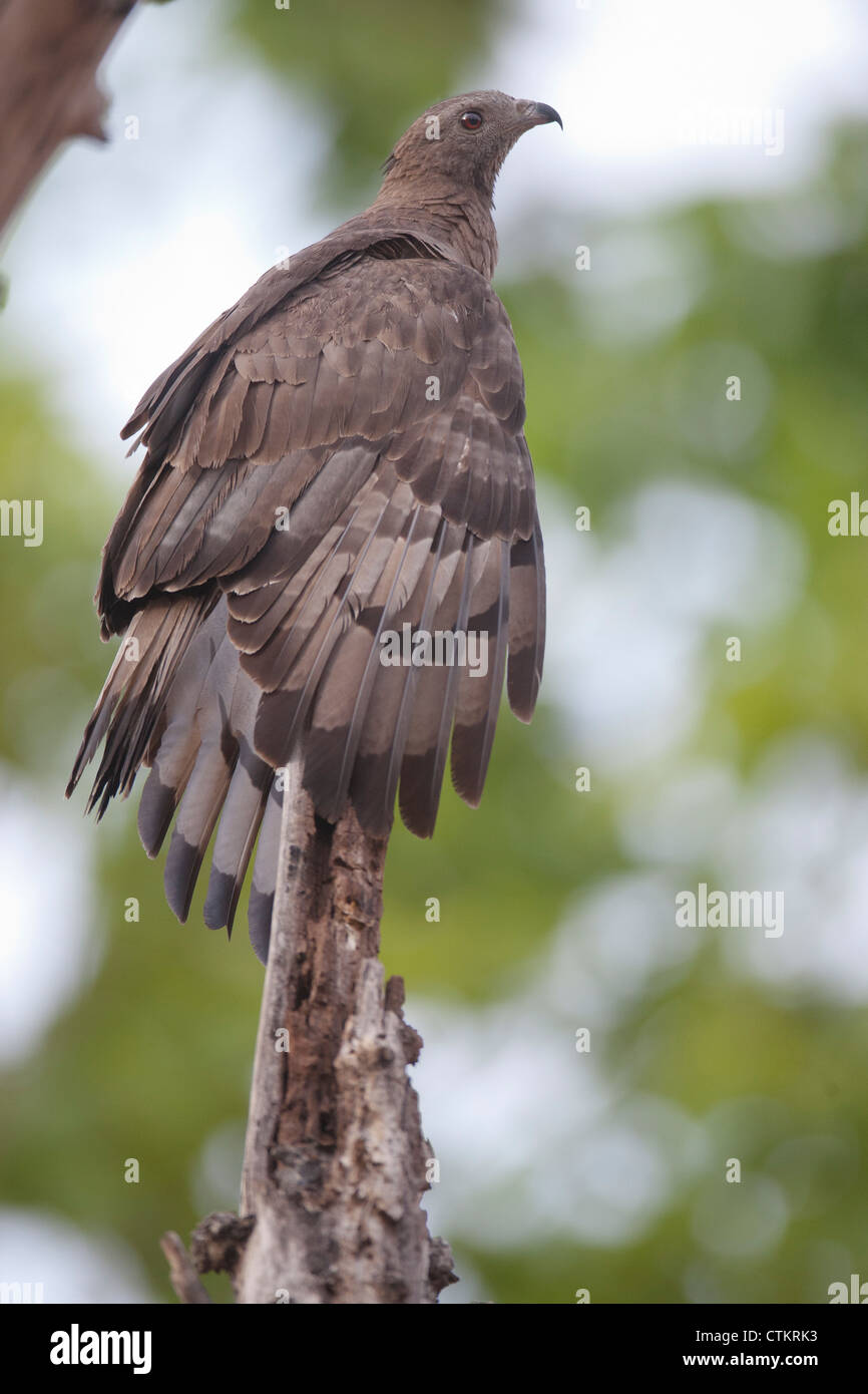 Oriental Honey Buzzard preening itself on a perch at Pench Tiger ...