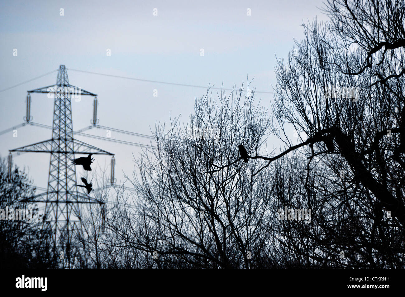 Birds at pylon hi-res stock photography and images - Alamy