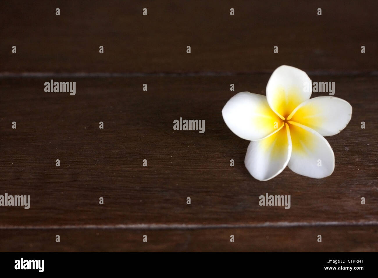 Frangipani arrangement hi-res stock photography and images - Alamy