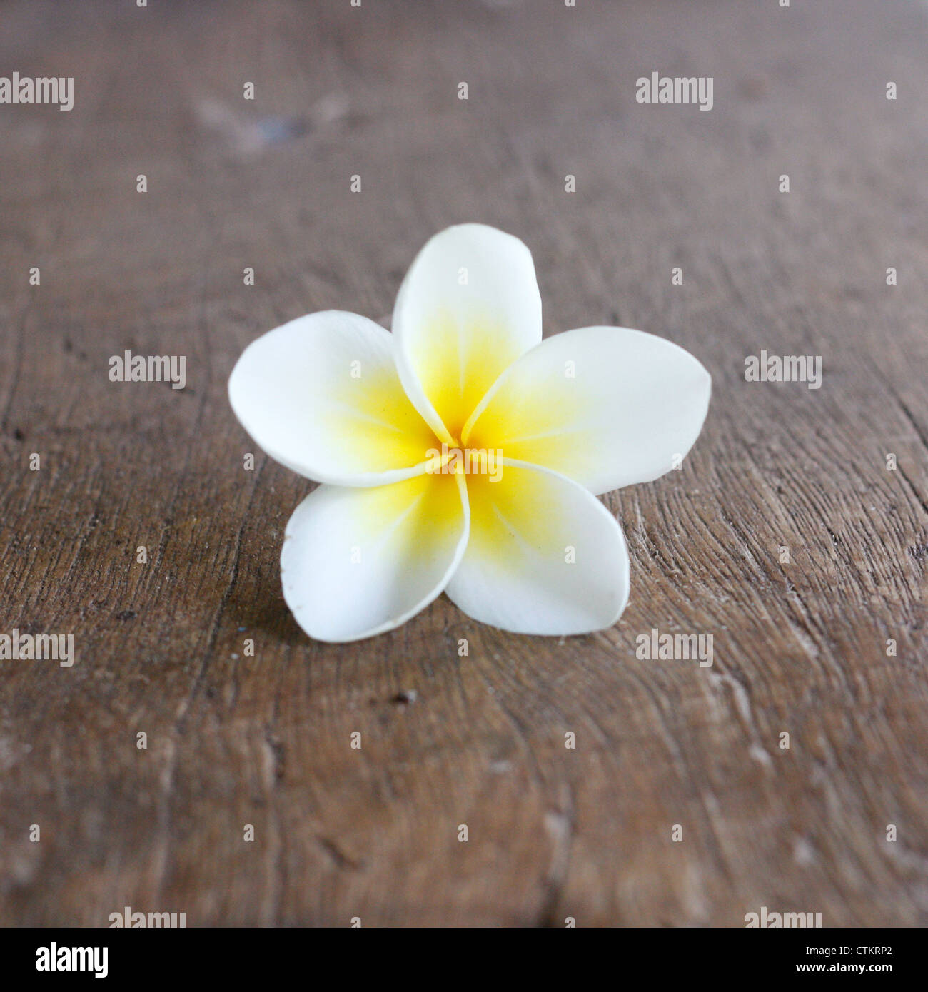 Frangipani arrangement hi-res stock photography and images - Alamy