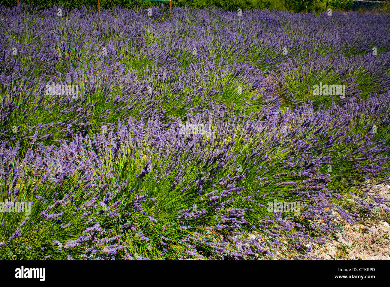 A Lavender Field at the Monastère St. Paul-de-Mausole. This is Where ...