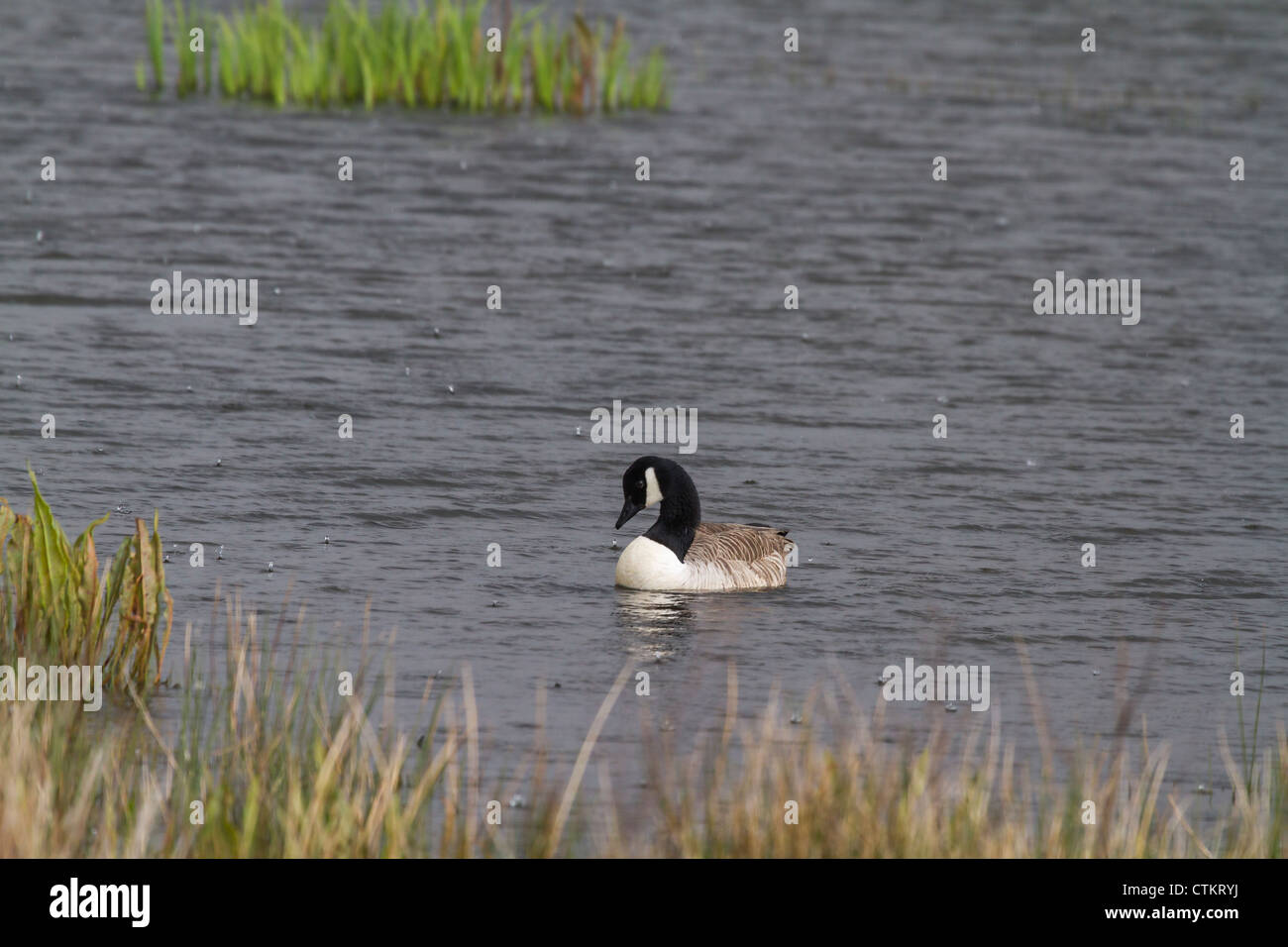 Rain Goose High Resolution Stock Photography and Images - Alamy