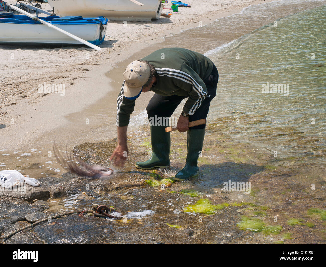 Tender octopus dish hi-res stock photography and images - Alamy