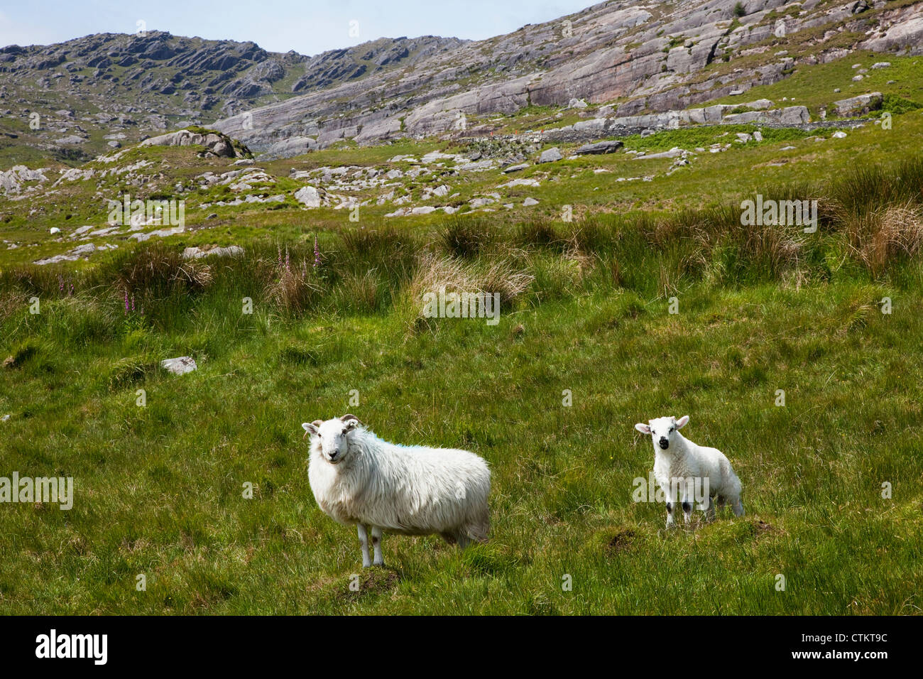 Family of sheep in ireland hi-res stock photography and images - Alamy