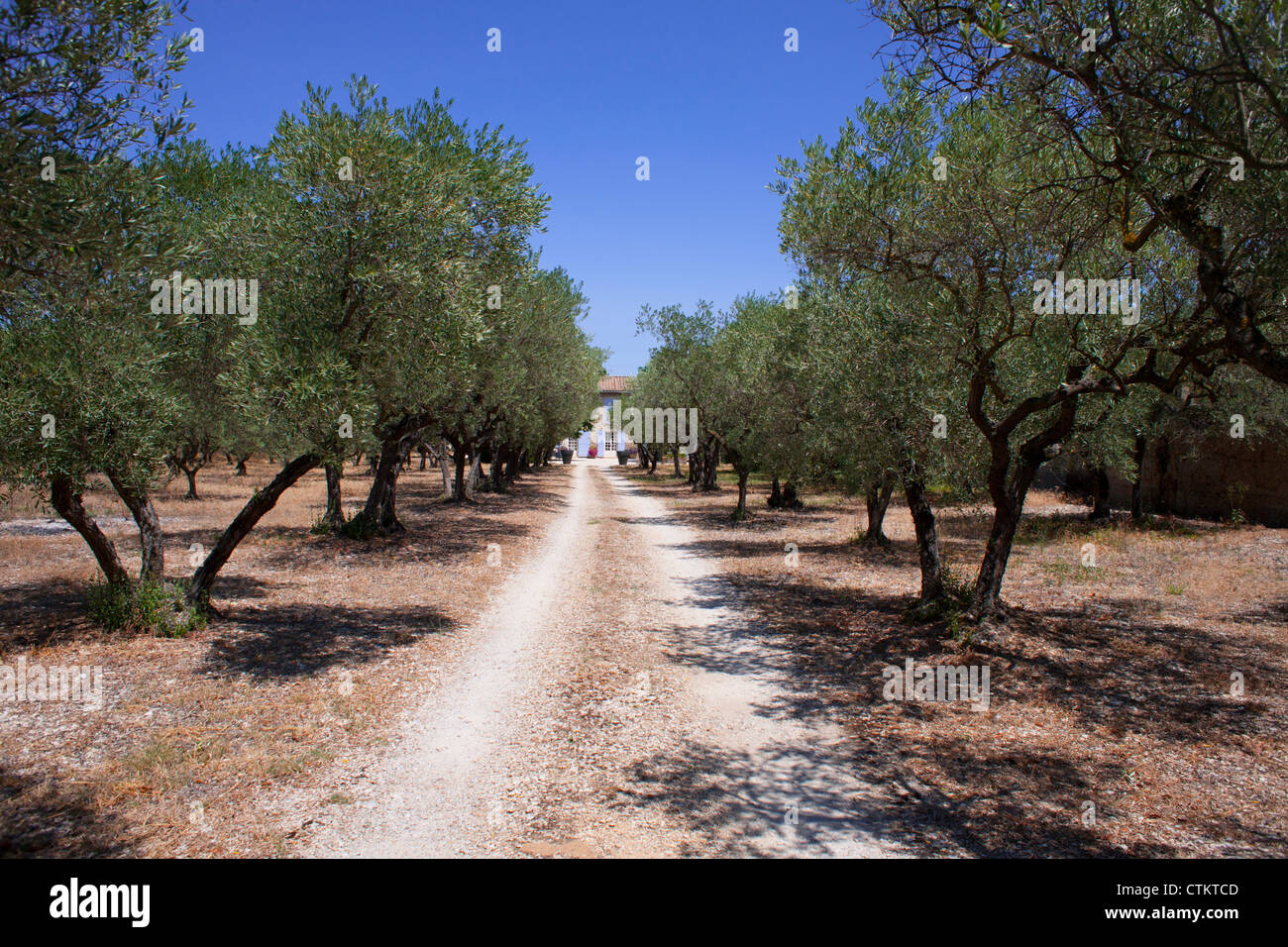 An Avenue of Olive Trees Stock Photo - Alamy
