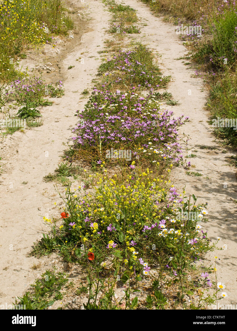 Wild flowers in greece hi-res stock photography and images - Alamy