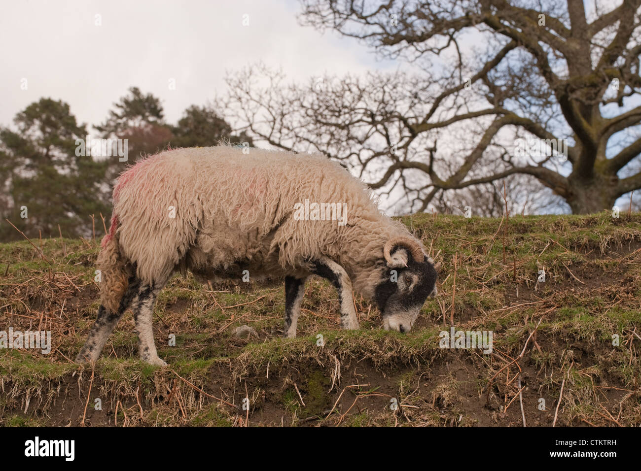 Swaledale Sheep (Ovis aries). Ewe grazing on impoverished and eroding ...