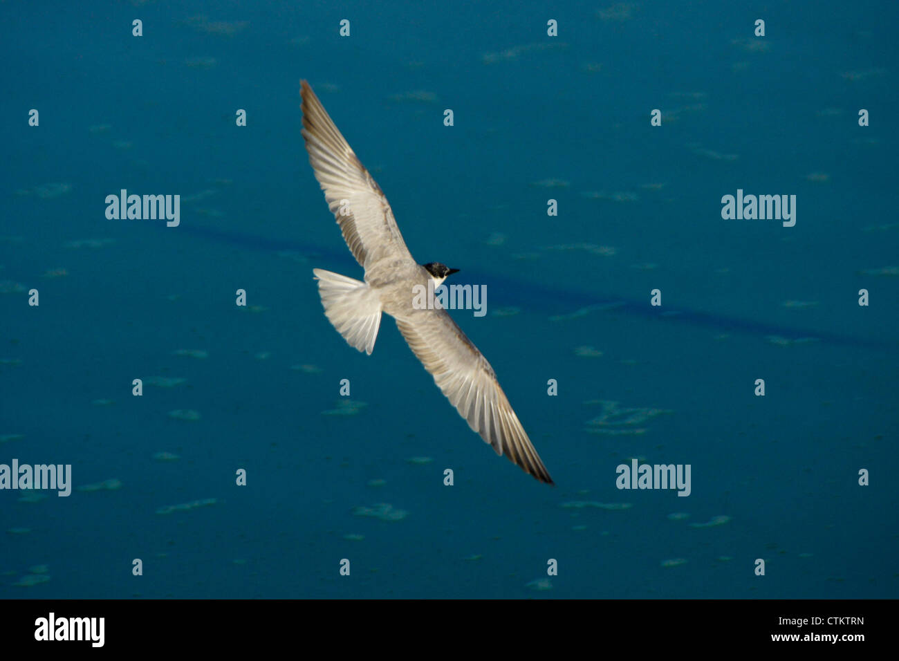 Sri lanka birds hi-res stock photography and images - Alamy