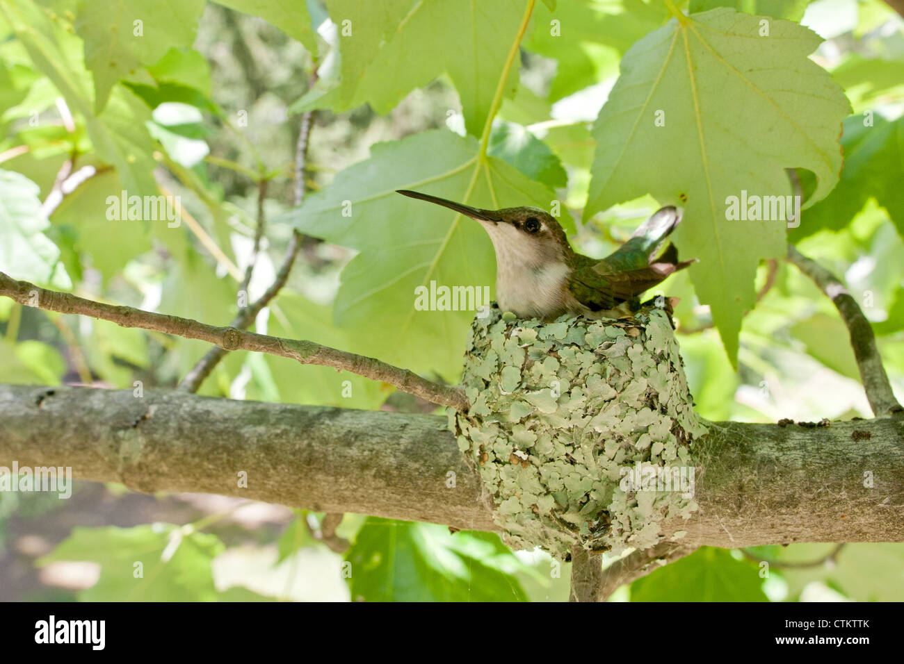Ruby throated hummingbird eggs hi-res stock photography and images - Alamy