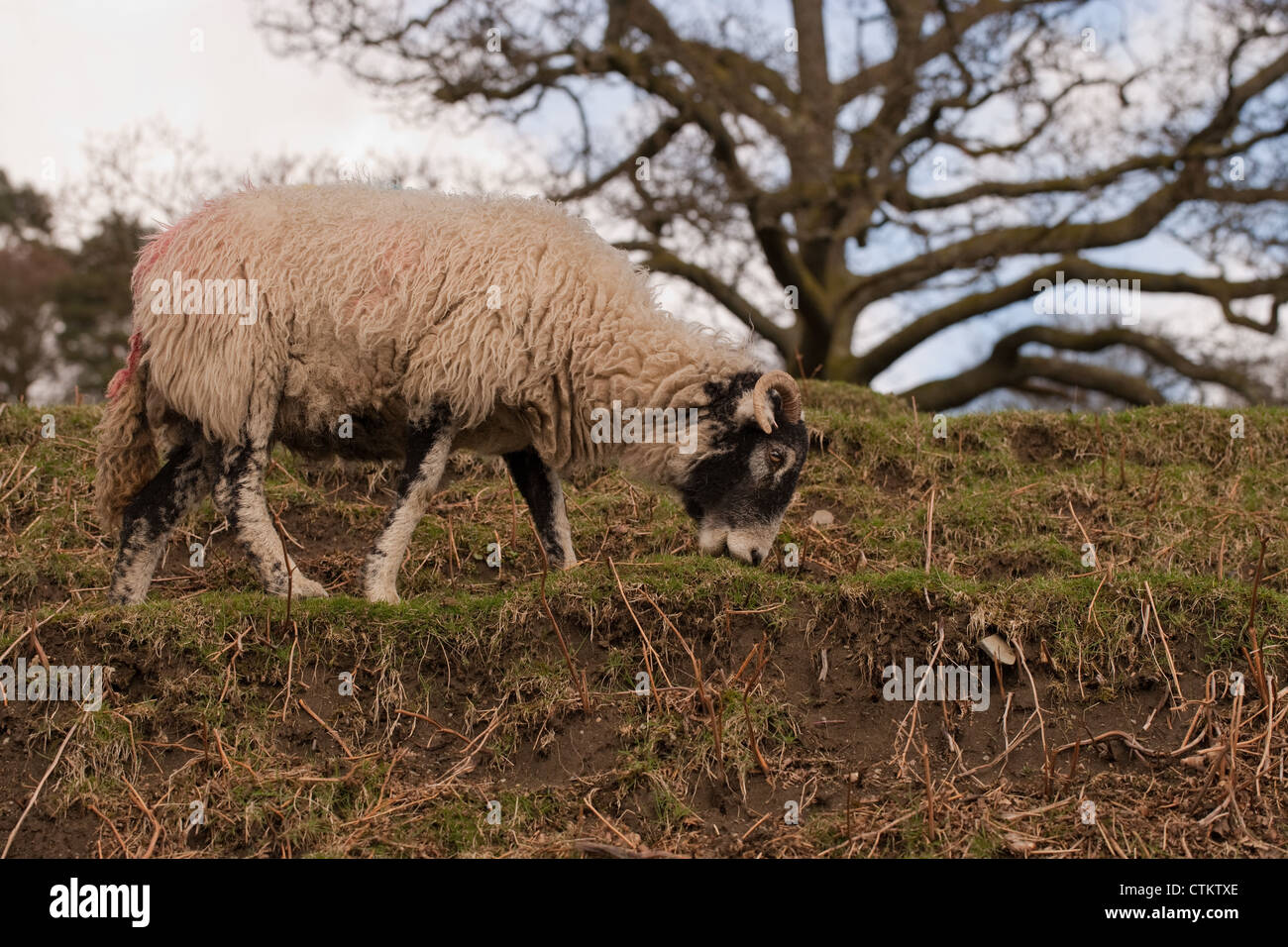 Domestic sheep side profile hi-res stock photography and images - Alamy