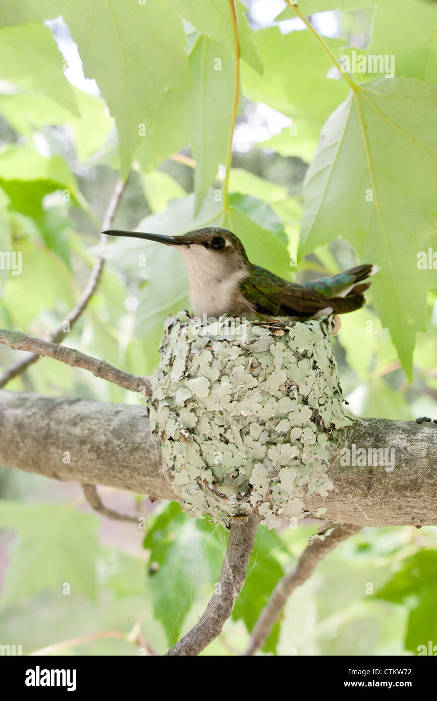 Ruby-throated Hummingbird bird incubating Nest - Vertical Stock Photo ...