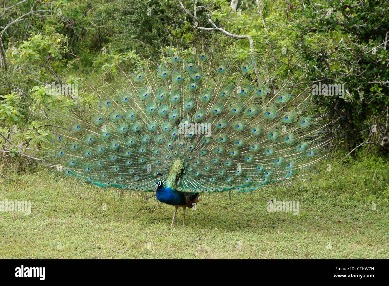 Male Indian blue peafowl (peacock) displaying, Yala National Park, Sri ...