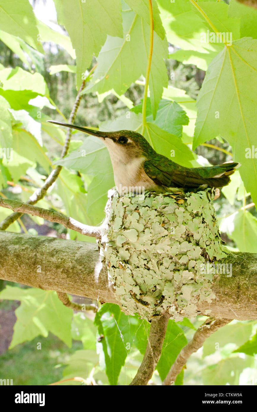 Ruby-throated Hummingbird bird incubating Nest - vertical Stock Photo ...