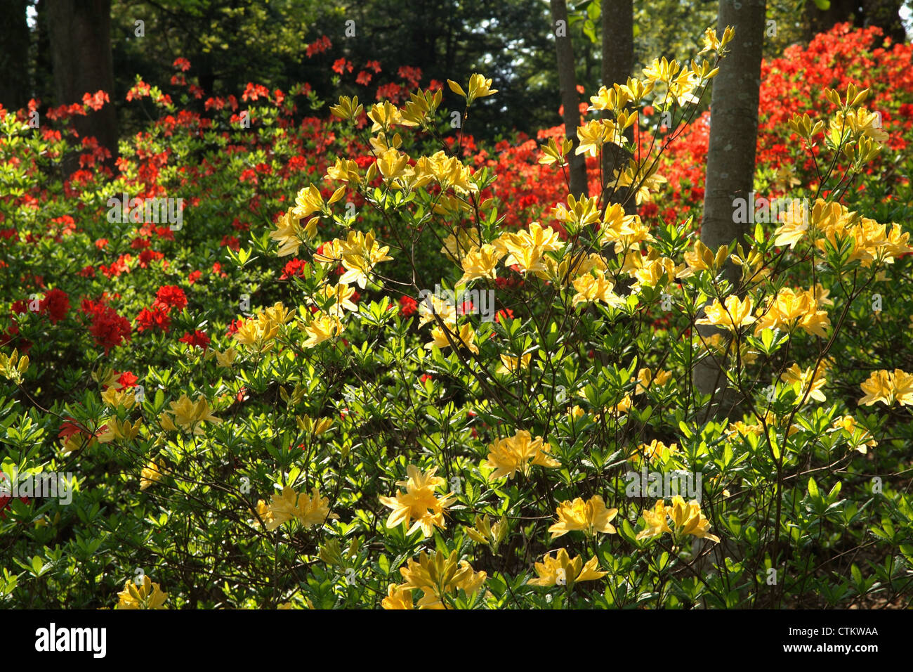 Blossoming Trees At Mount Congreve House And Gardens; County Waterford ...