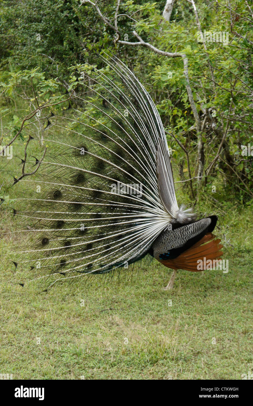 Male Indian Blue Peafowl Peacock Displaying Side View Yala National