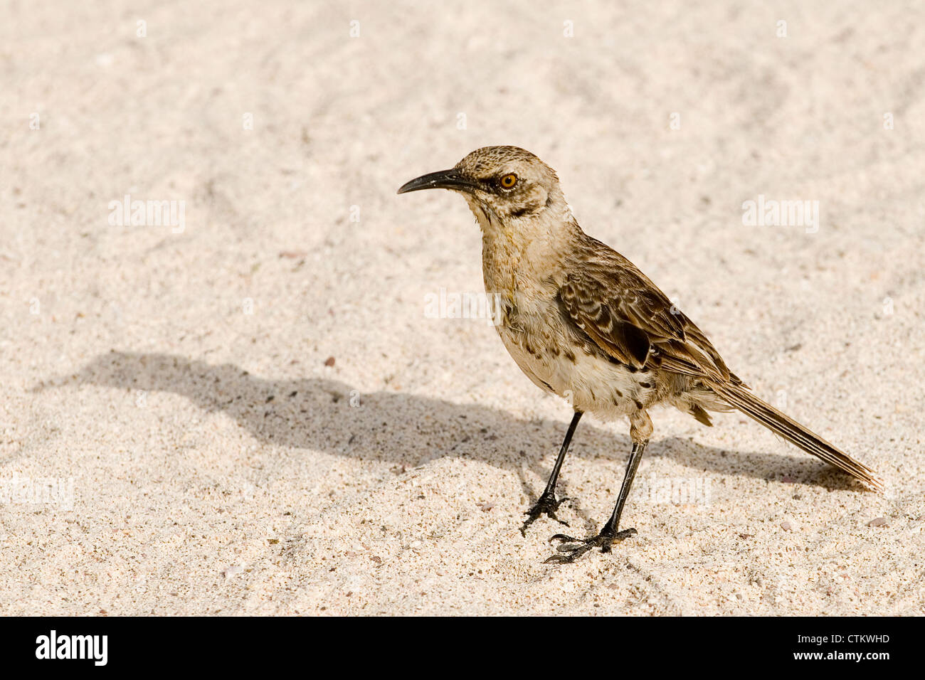 Hood Island Mockingbird Stock Photo - Alamy