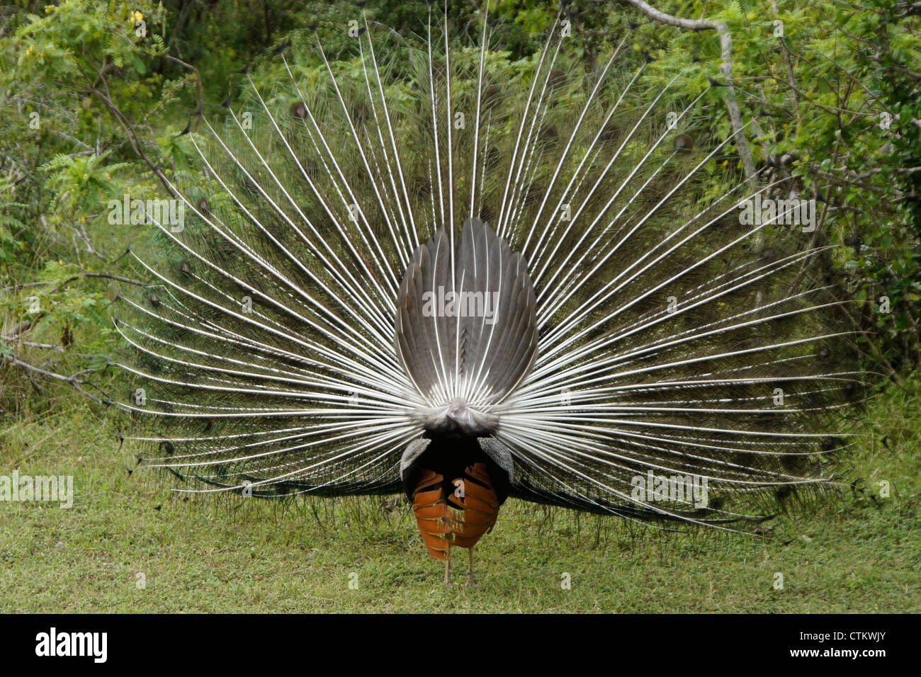 Male Indian Blue Peafowl Peacock Displaying Rear View Yala National