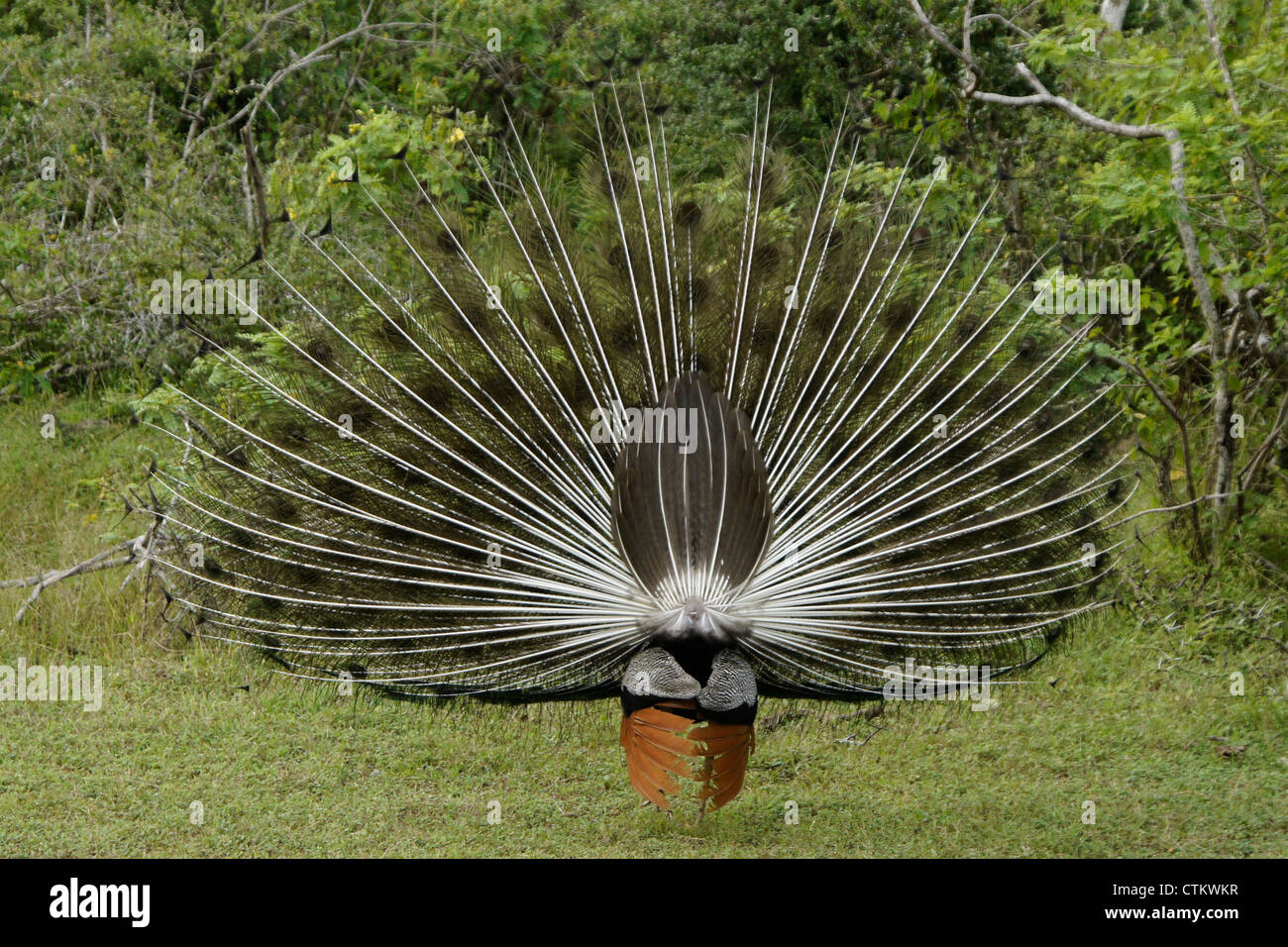 Male Indian blue peafowl (peacock) displaying, rear view, Yala National ...