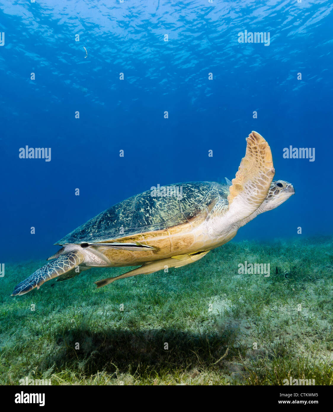 A Green Turtle with 2 Remora attached casts a shadow on the bottom as ...