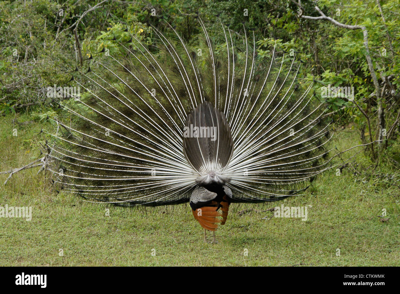 Male Indian blue peafowl (peacock) displaying, rear view, Yala National ...