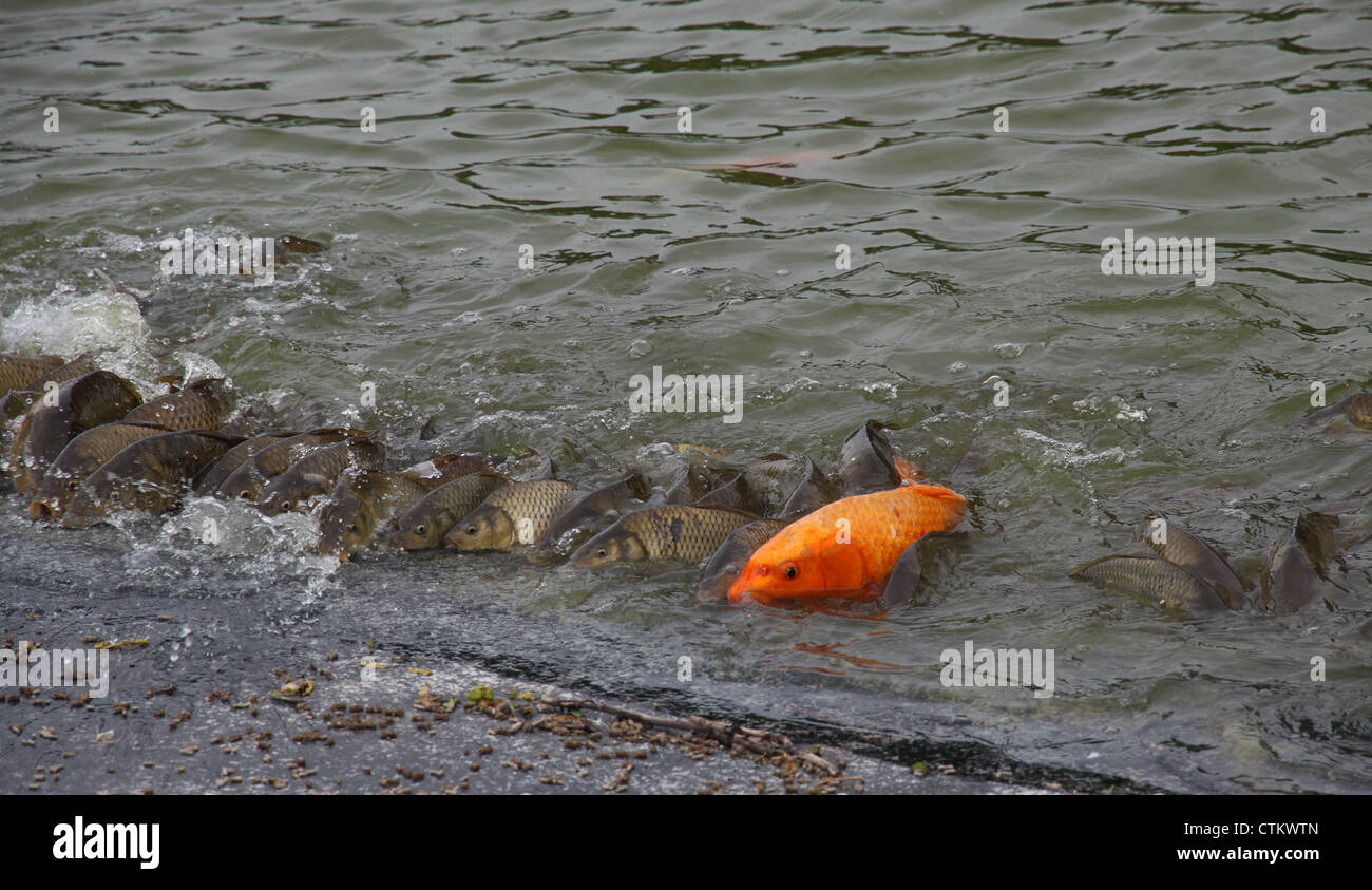 Kio carp feeding hi-res stock photography and images - Alamy