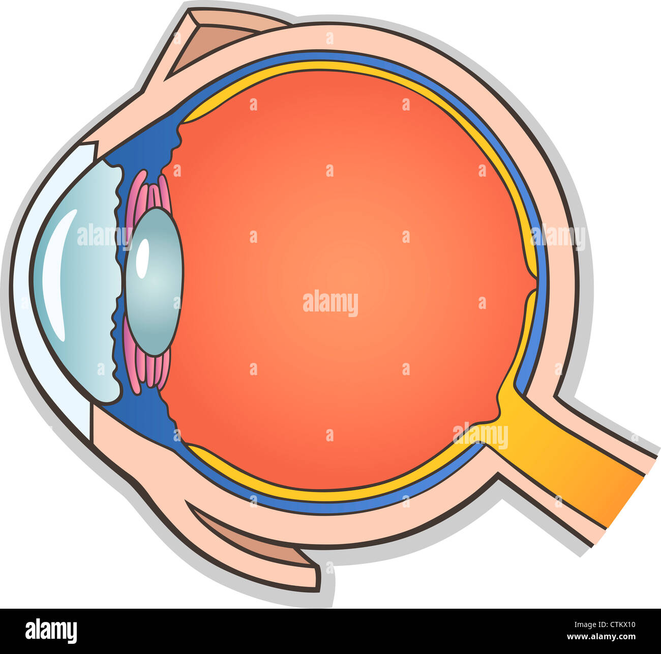 Medical Illustration of Human Eye Ball Cross Section Stock Photo - Alamy