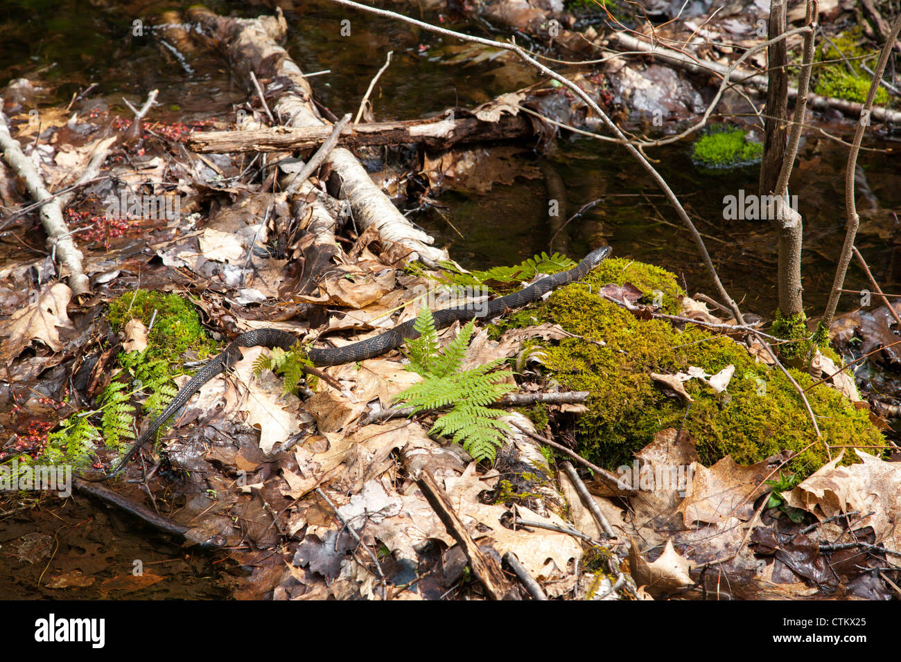 Northern Water Snake (Nerodia sipedon sipedon) in wetlands area in ...