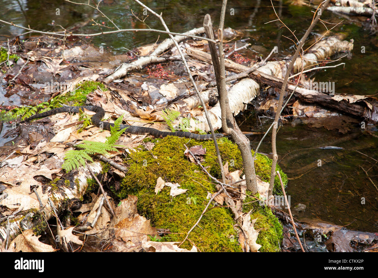 Northern Water Snake (Nerodia sipedon sipedon) in wetlands area in ...