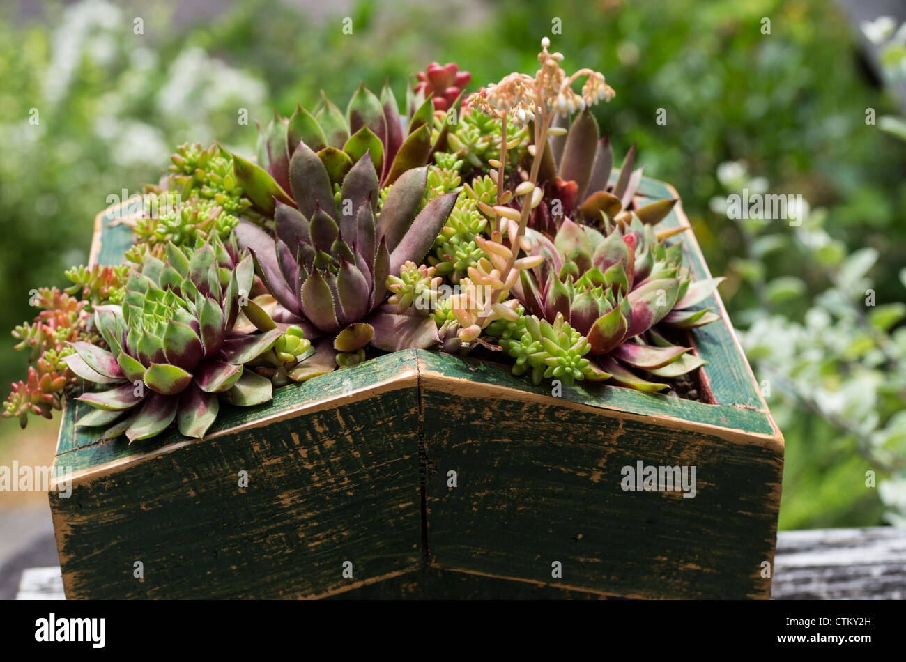 Green roof of sedum plants used for sustainable construction Stock ...