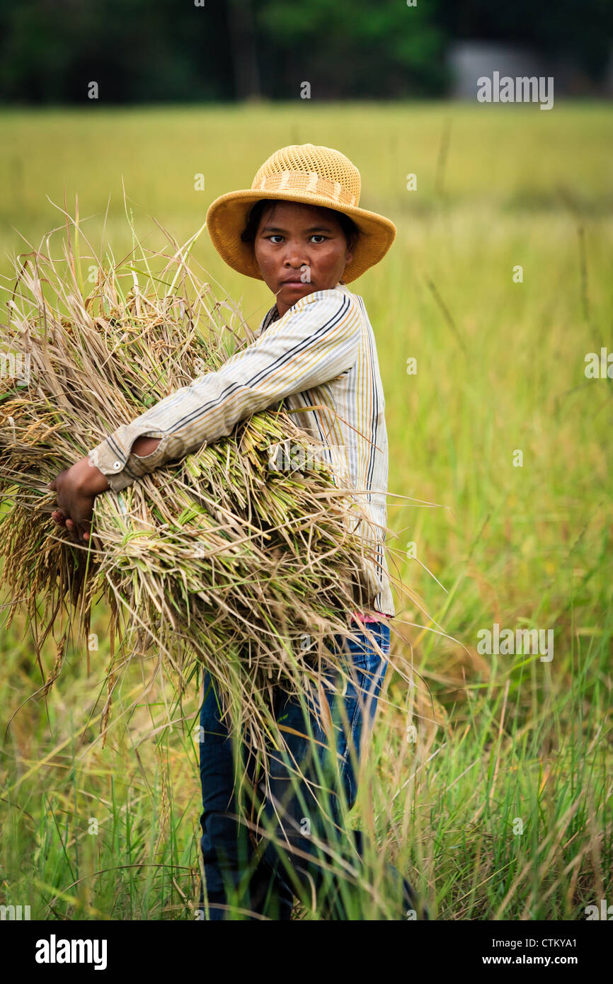 Rice sheaves hi-res stock photography and images - Alamy